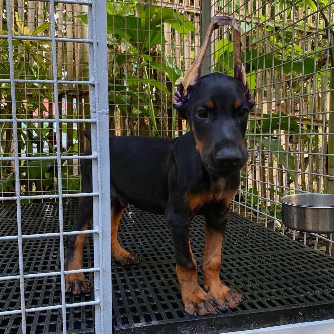 German Rottweilers and European Doberman